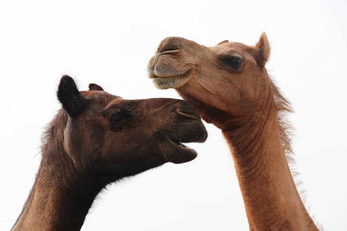 Organic Camel Milk - Sahara Dairy Co. - Freeze Dried Camel Milk